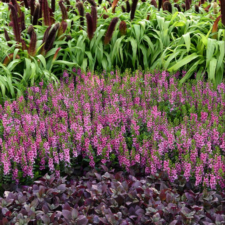 Angelonia Serena® Rose - Les Serres Caron