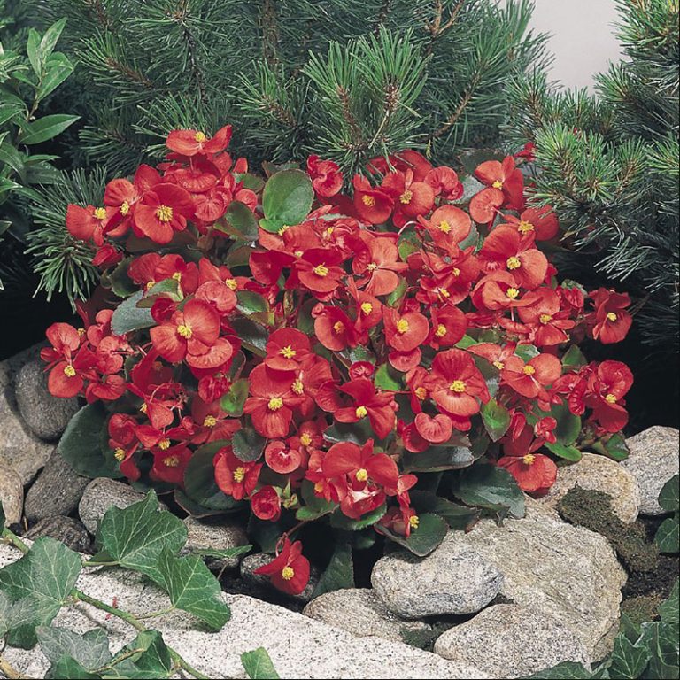Bégonia Super olympia Red - Les Serres Caron