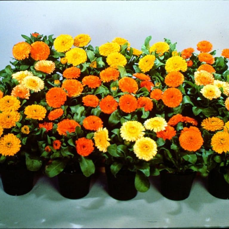 Calendula Bon Bon™ mix - Les Serres Caron