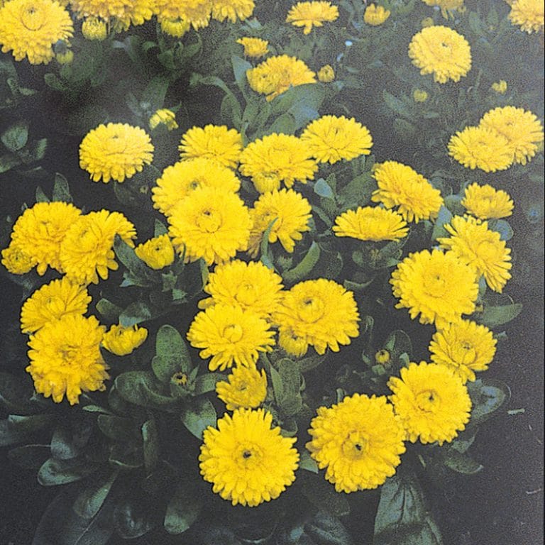 Calendula Bon Bon™ Yellow - Les Serres Caron