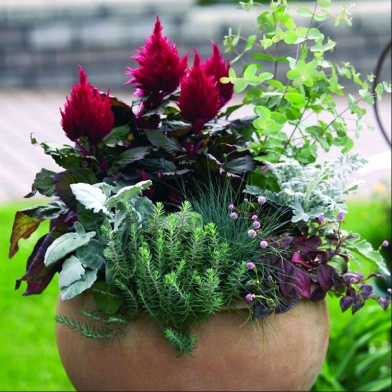 Célosie plumeuse Smart look Red - Les Serres Caron