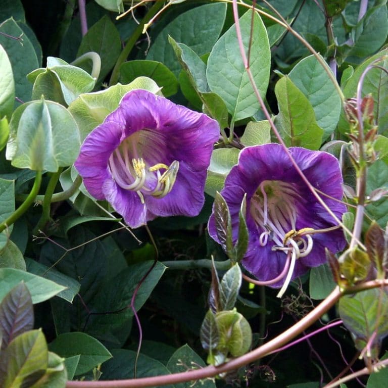 Cobaea Scandens Purple - Les Serres Caron