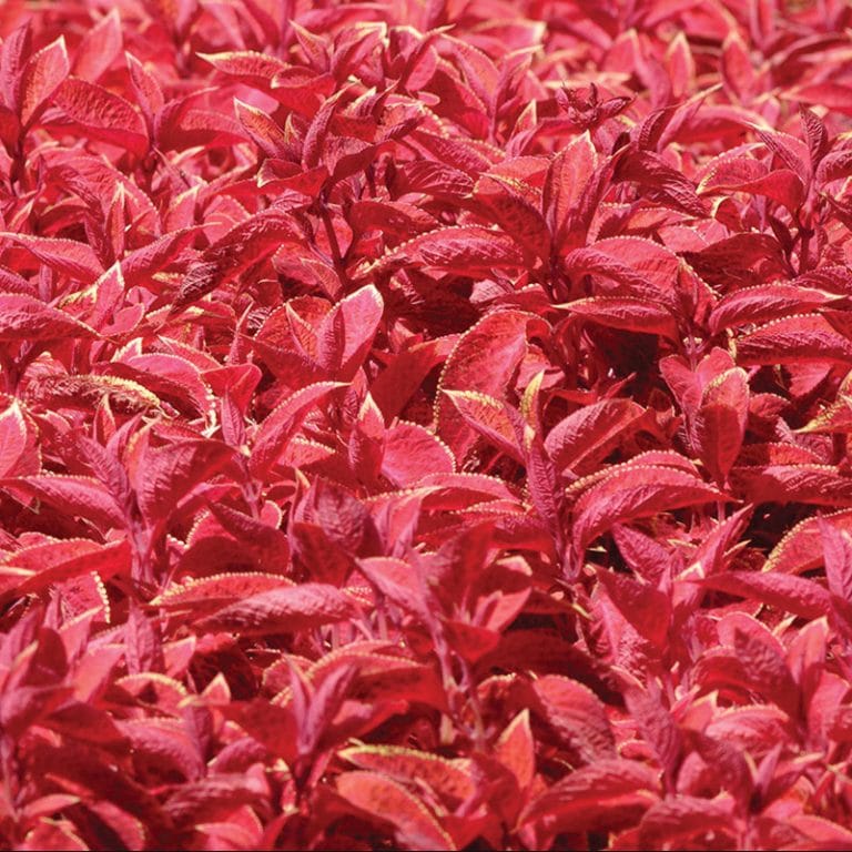 Coleus Wizard Sunset - Les Serres Caron