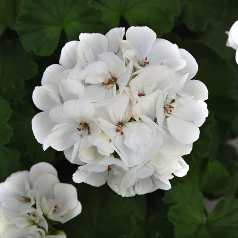 Geranium Galaxy™ White - Les Serres Caron