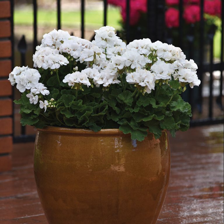 Geranium Galaxy™ White - Les Serres Caron