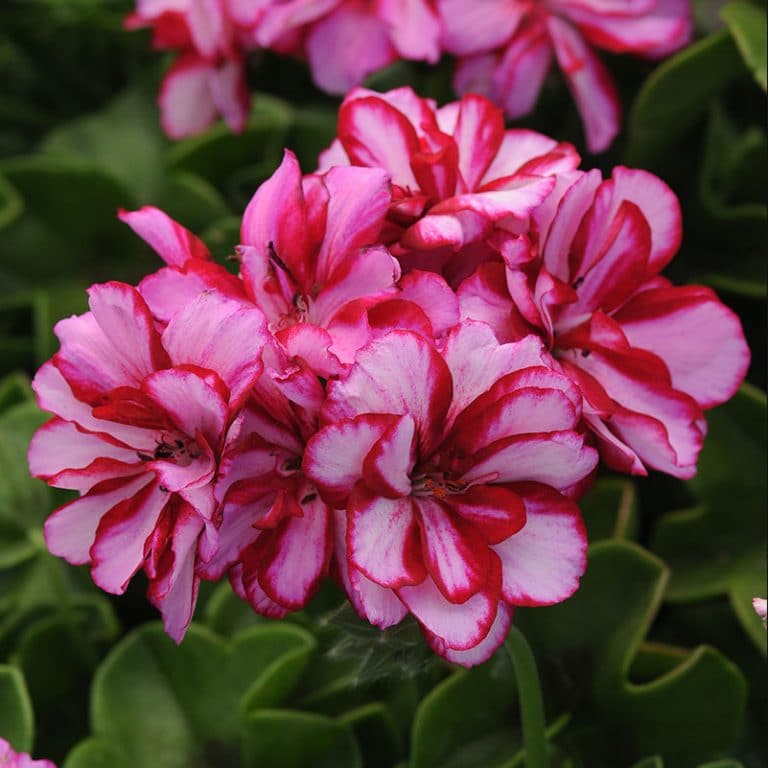 Geranium Lierre Precision™ Burgundy Ice - Les Serres Caron