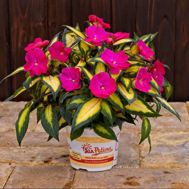 Impatiens de Nouvelle-Guinée SunPatiens Compact Tropical Rose - Les ...