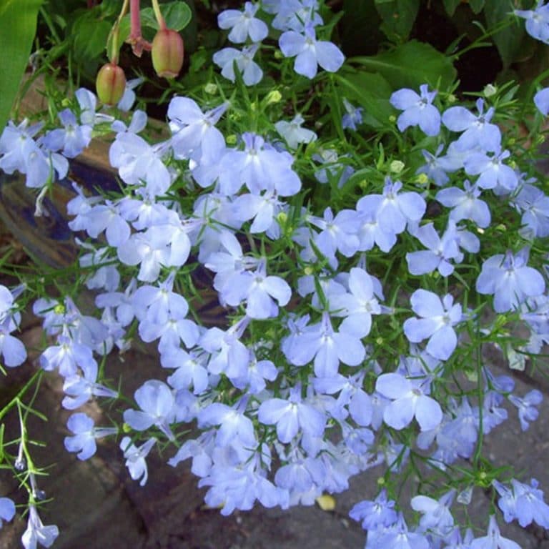Lobelia Regatta Sky Blue - Les Serres Caron