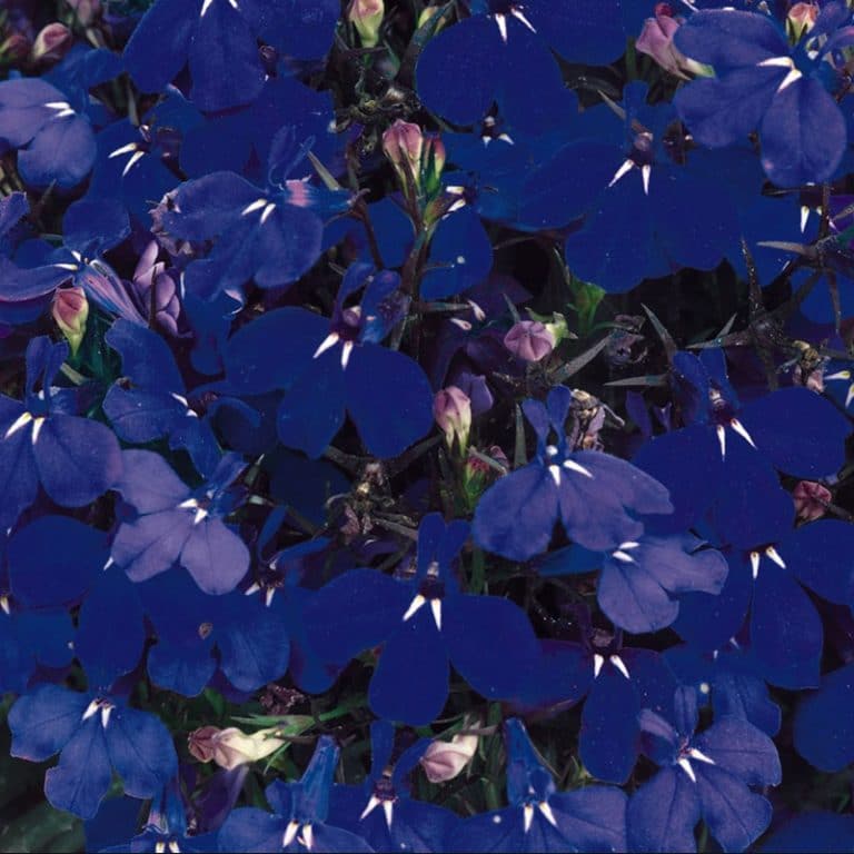 Lobelia Riviera Marine Blue - Les Serres Caron