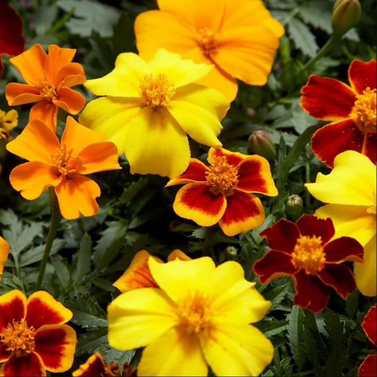 Marigold Disco Mix - Les Serres Caron