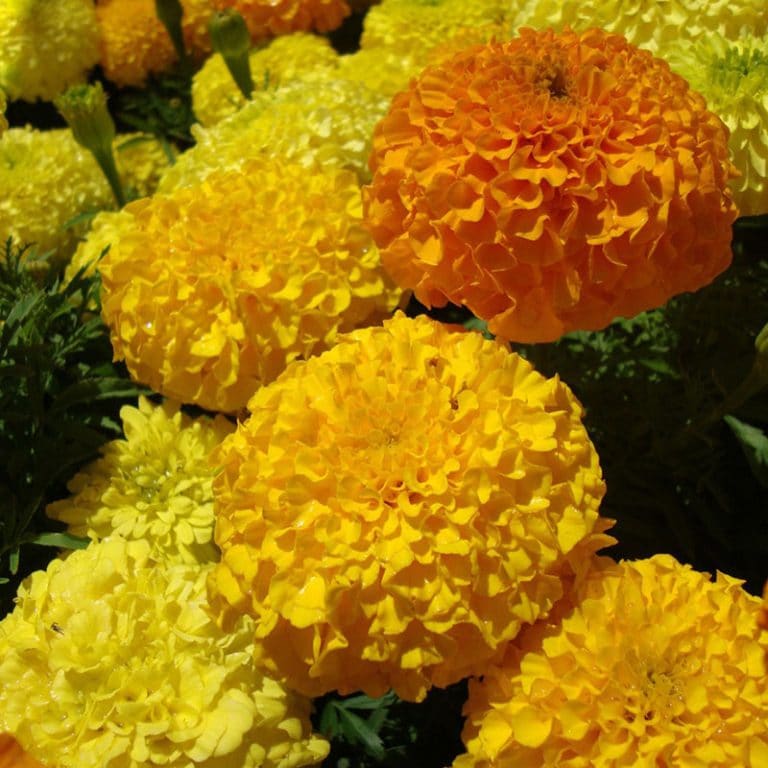 Marigold Inca Mix - Les Serres Caron