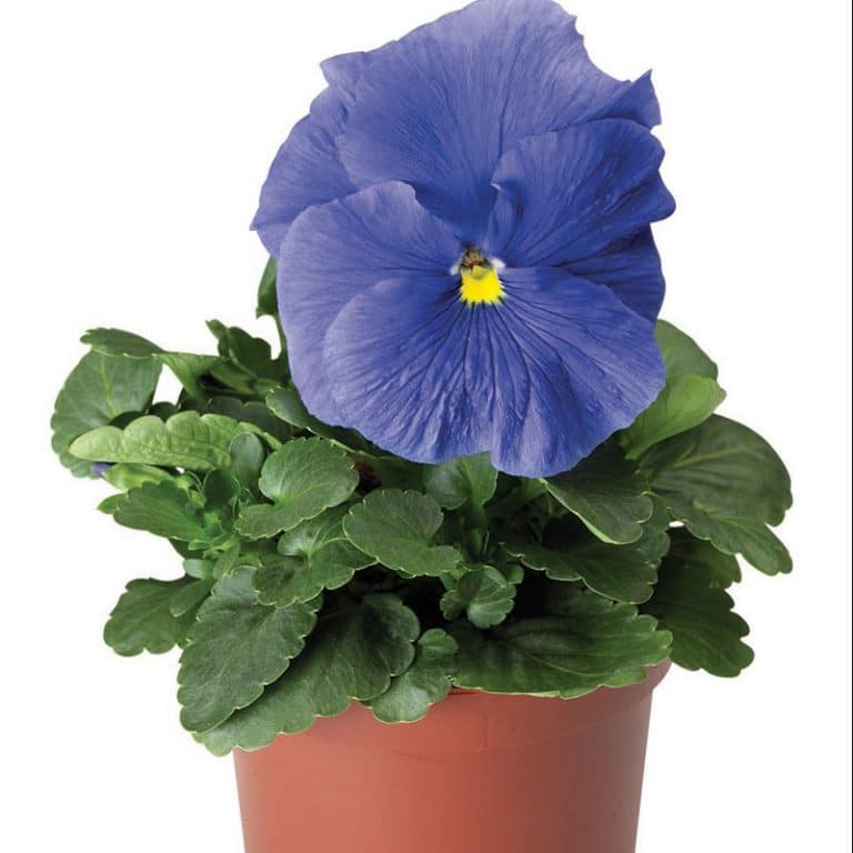 Pensée Delta™ True Blue - Les Serres Caron