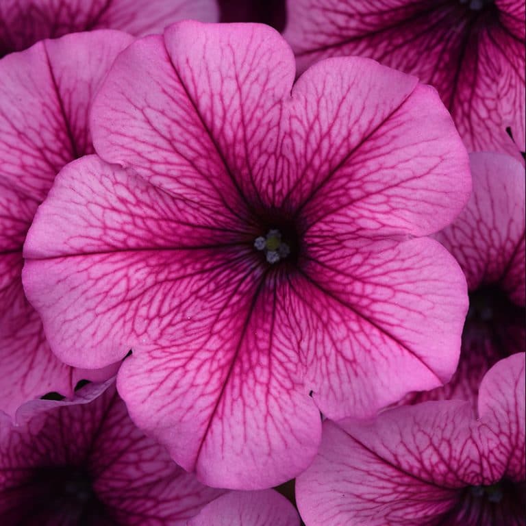 Petunia Easy Wave® Rose Fusion - Les Serres Caron