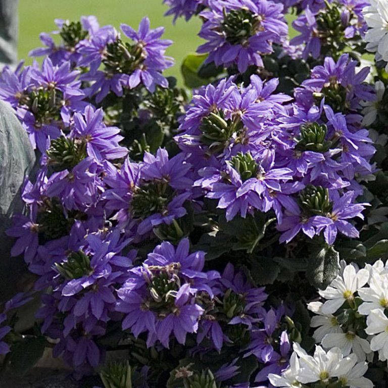 Scaevola Scalora Top Pot Blue - Les Serres Caron