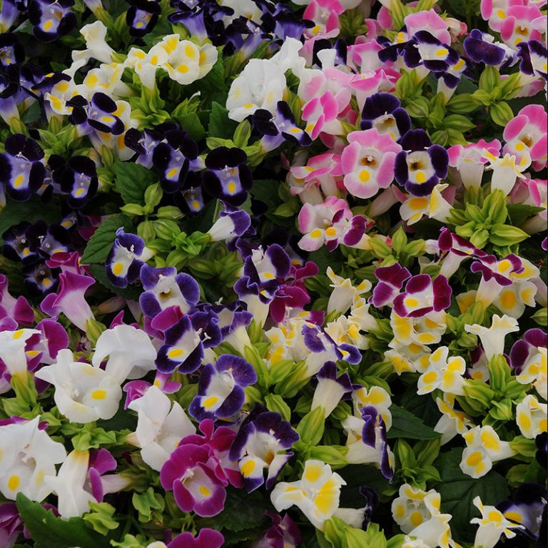 Torenia Kauai™ Mix - Les Serres Caron