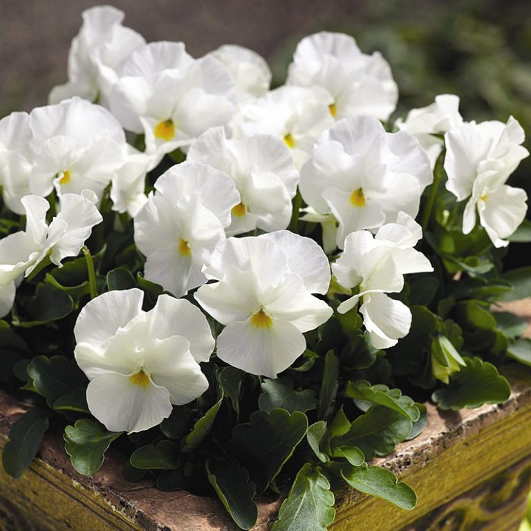 Viola Penny™ White - Les Serres Caron