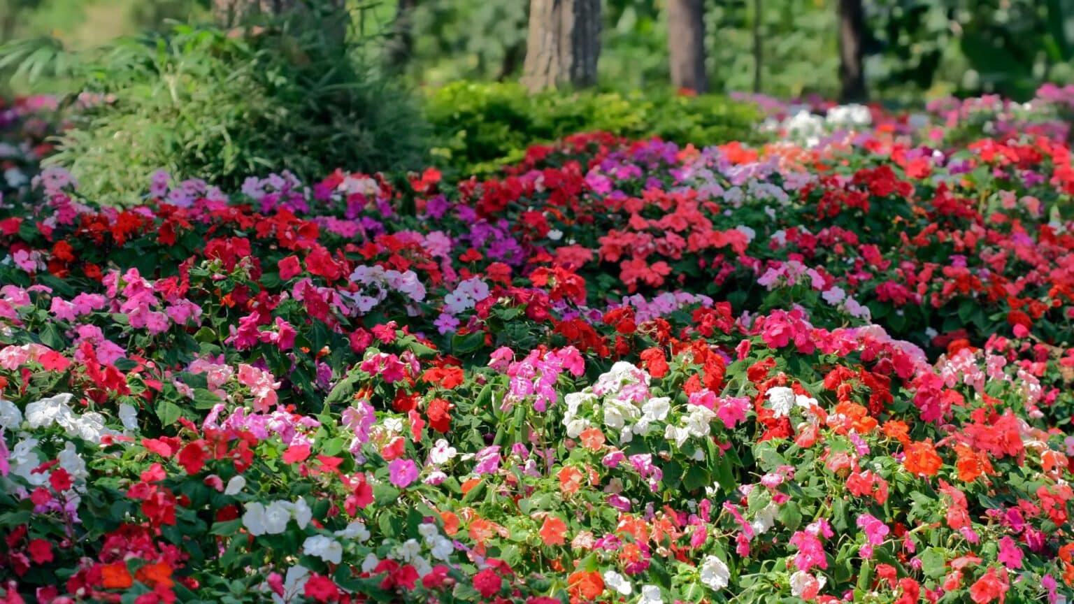 Quelles sont les meilleures fleurs annuelles pour les jardins d’ombre?