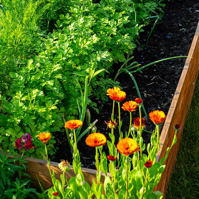 Le potager de conservation : récolter aujourd’hui, savourer toute l’année - Les Serres Caron